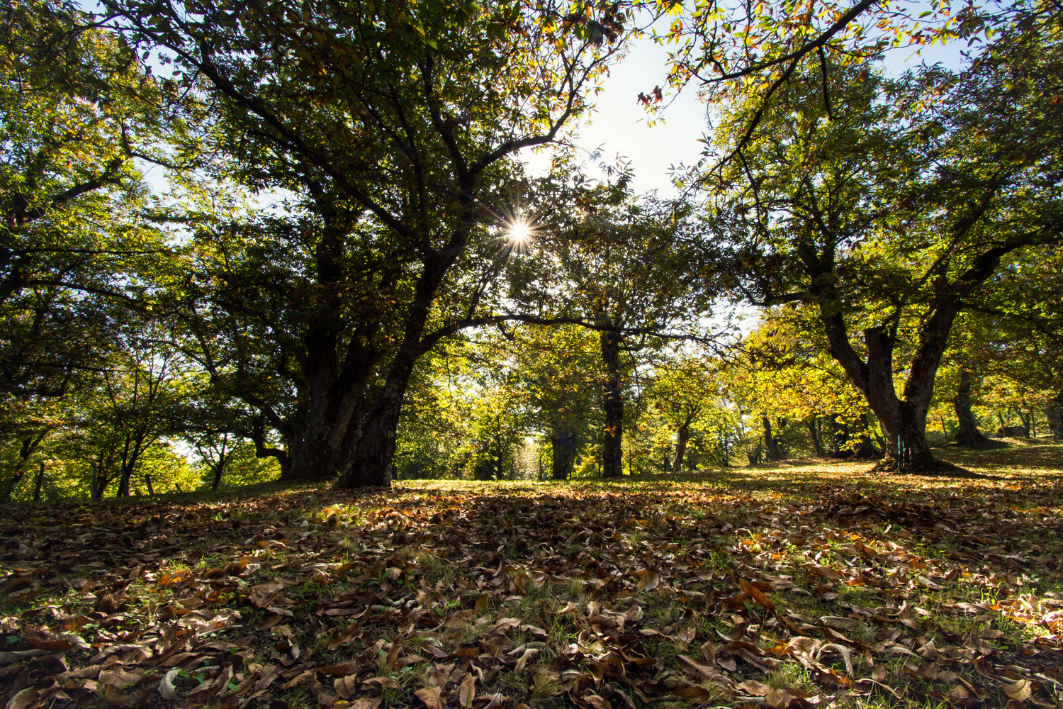 Passeggiata nei castagneti della Tuscia - Tusciando